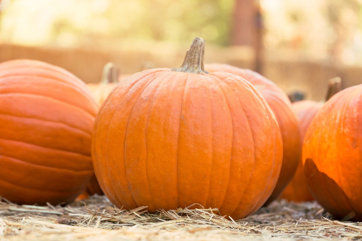 Avoid Sweet Pumpkin-Spiced Disaster - Yuba City Dentistry Group